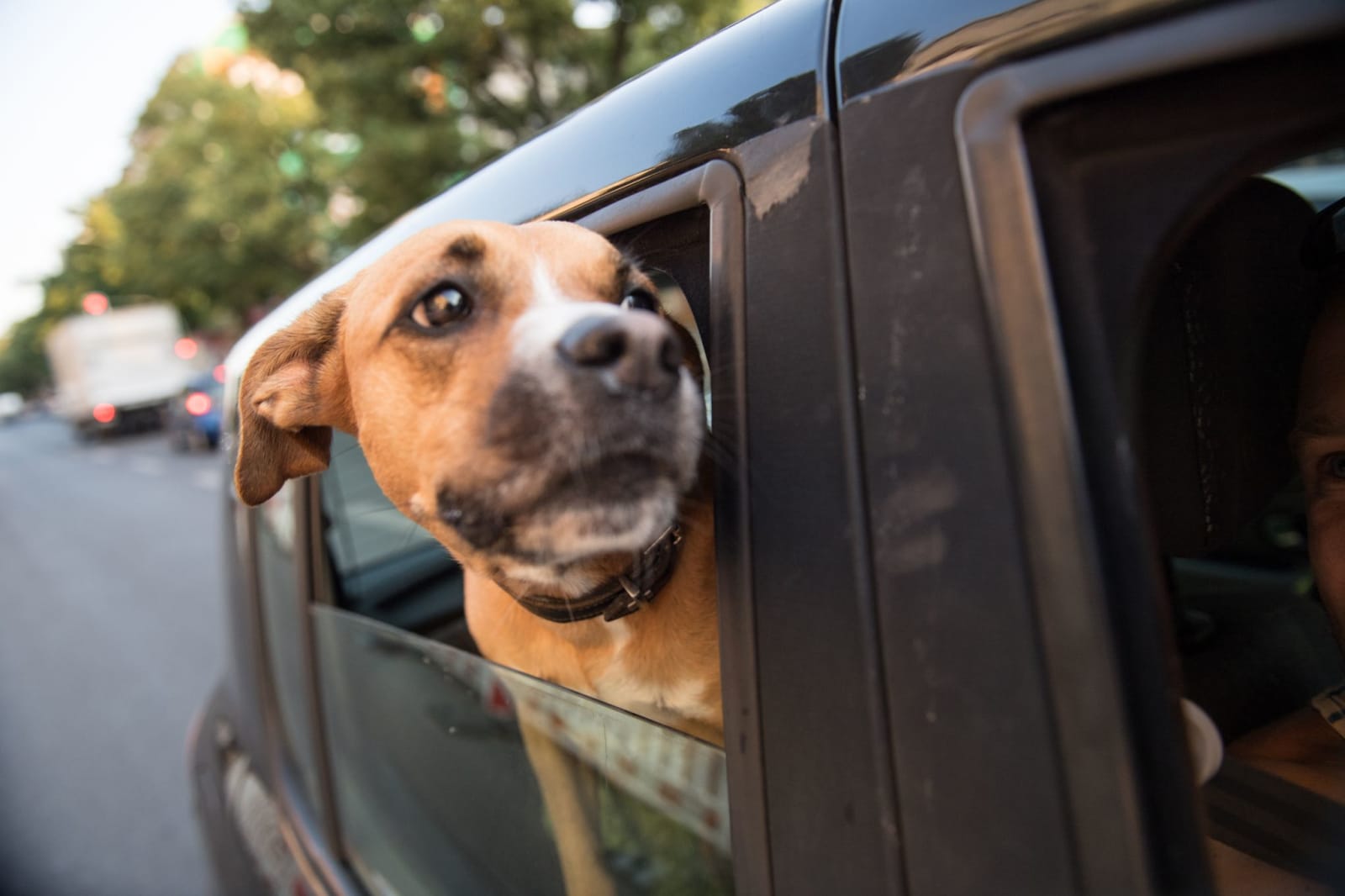 Jet-set pets: Why a holiday with your dog can be anything but