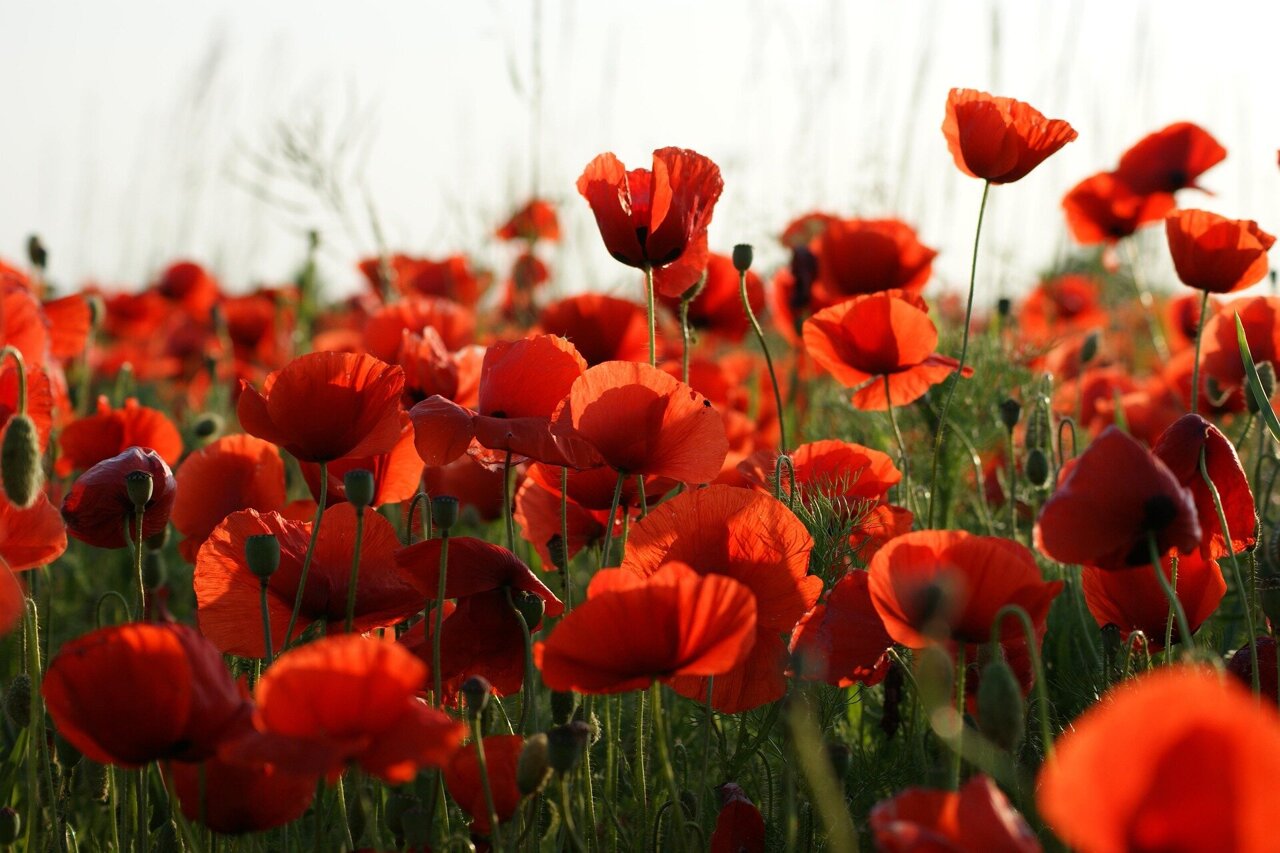 Australia and New Zealand are plagued by 'tall poppy syndrome'—but ...