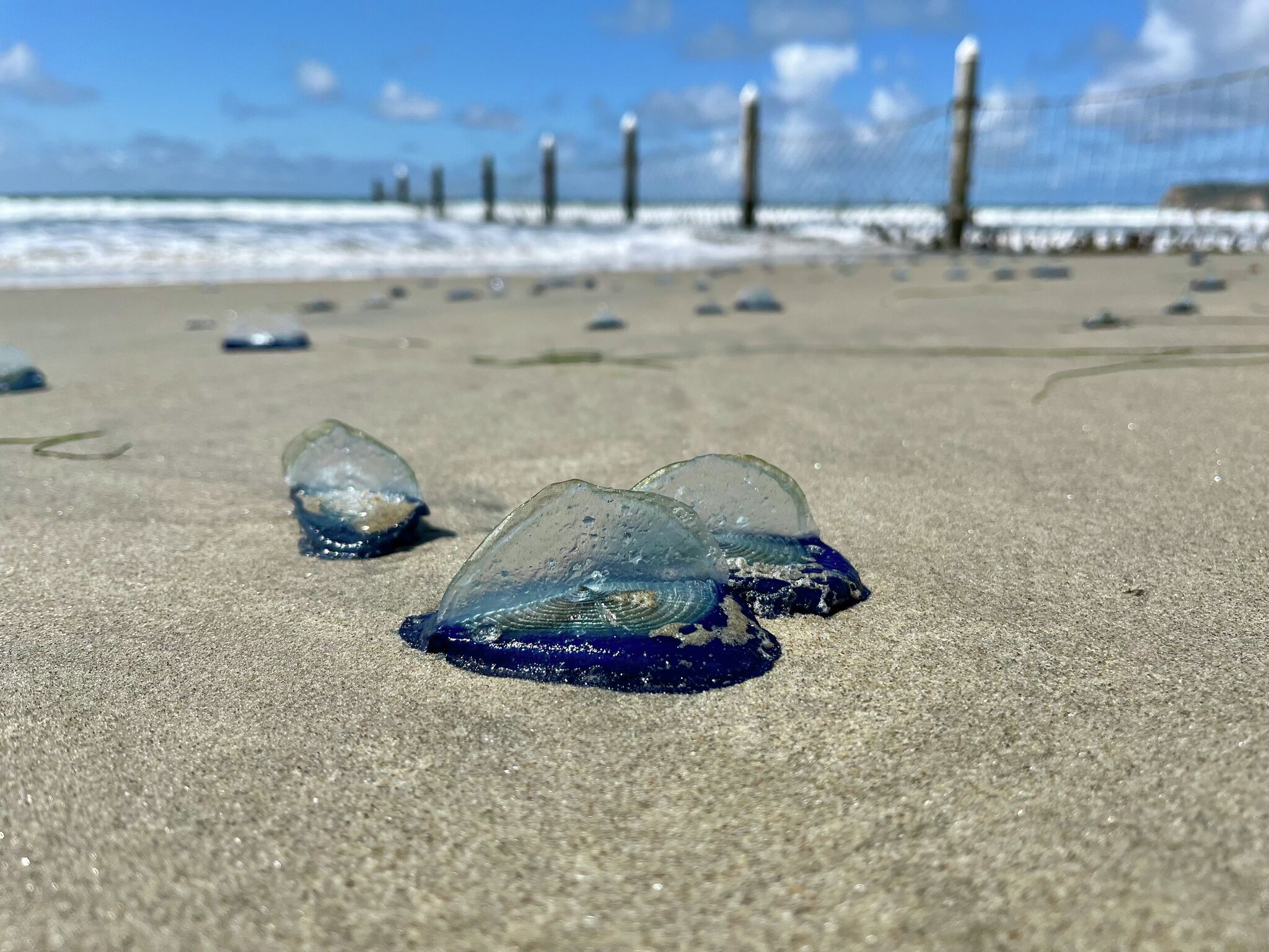 More strange sea creatures could wash up on Bay Area beaches