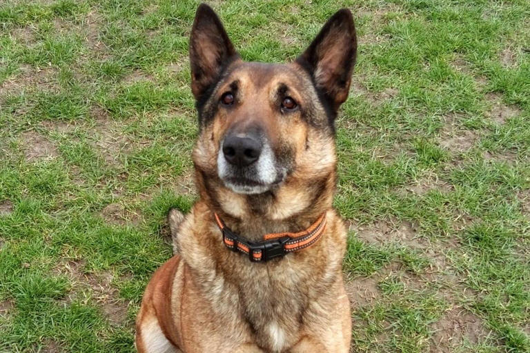 Wadars: Adorable dogs at Sussex animal rescue need loving homes