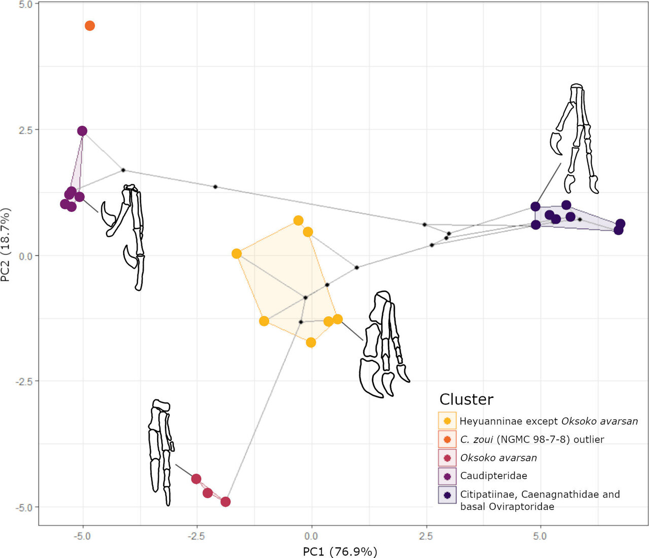 Bizarre-looking dinosaur challenges what we know about the evolution of fingers
