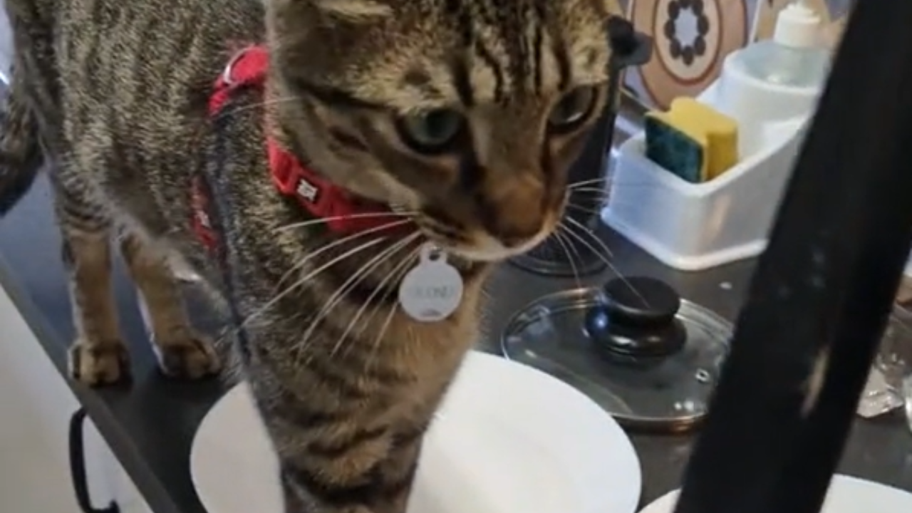 Poor Young Coconut! Watch This Tabby Cat's Hilarious Reaction!