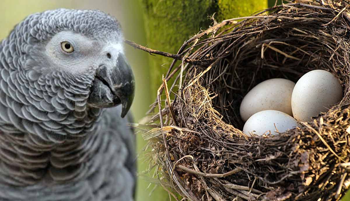 5 Signs of Egg Binding in Birds