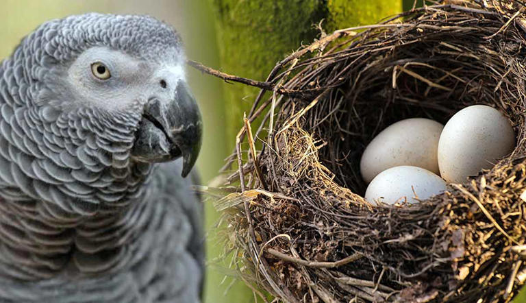 5 Signs of Egg Binding in Birds