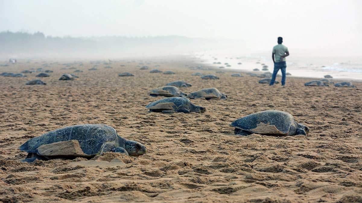 Why 900,000 Olive Ridley turtles nesting in Odisha is a conservation ...