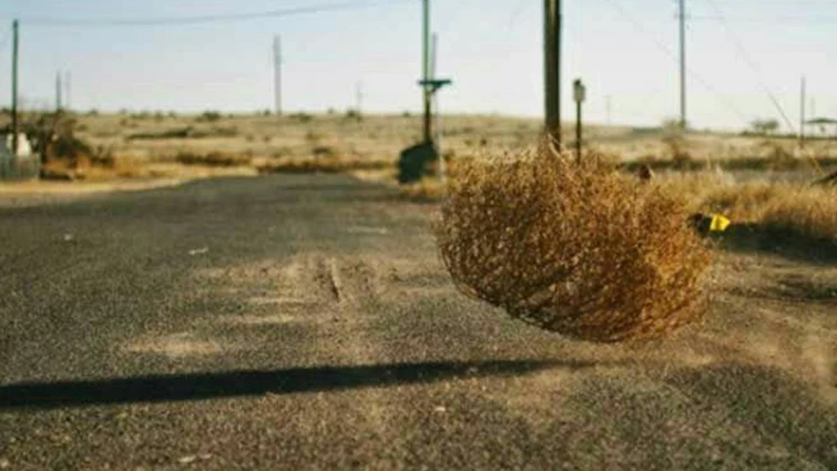La misteriosa función de las bolas rodantes del desierto y su auténtico ...