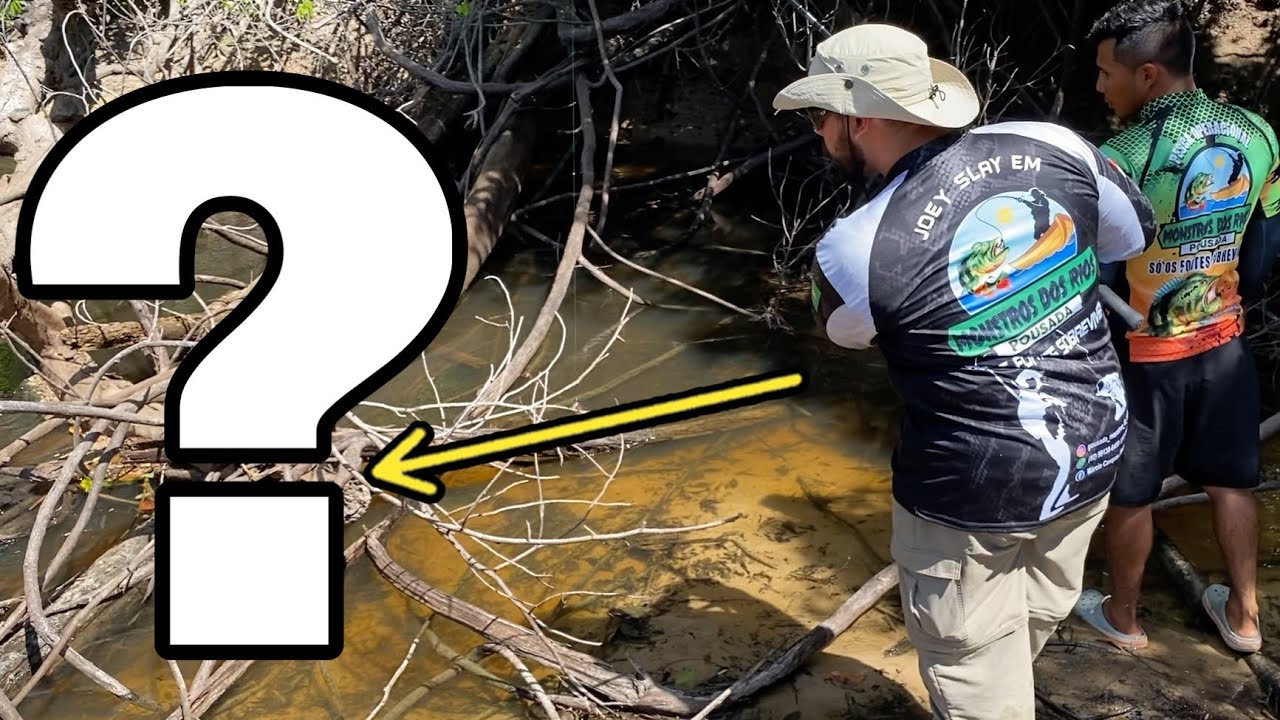 Tree Hole Mystery: River Predators Inside?