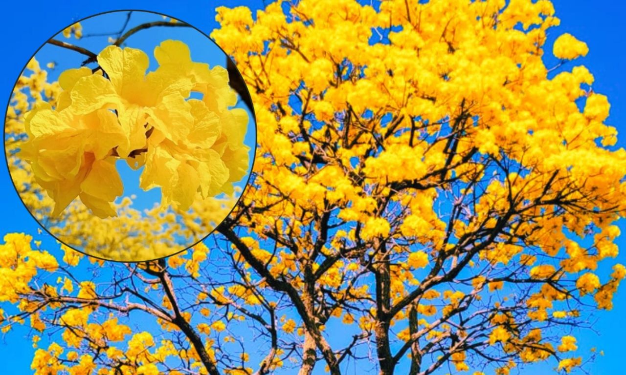 Este es el árbol que crece en Yucatán y es más hermoso que las ...