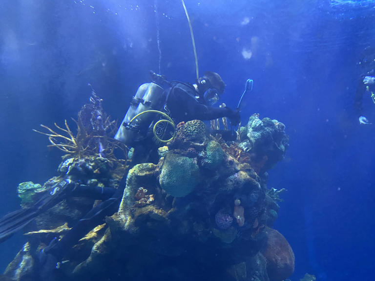 DiveQuest Scuba Experience Returning Next Month at EPCOT, Reservations ...