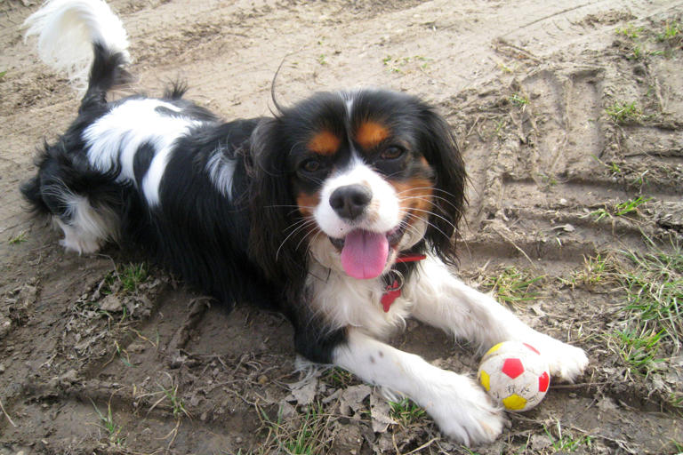 Non Aggressive Dogs 2025: Here are the 13 placid breeds of adorable dog ...