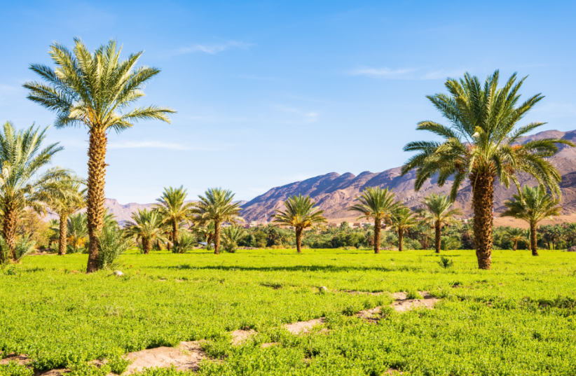 Ancient DNA reveals lost human tribe that lived in Green Sahara