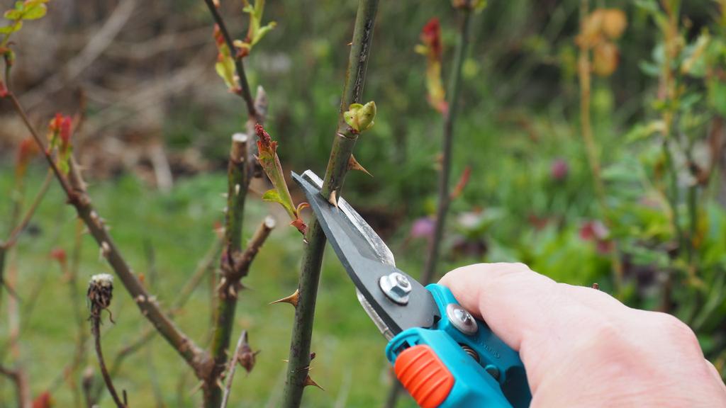 5 tips: Hvordan beskjære busker og trær