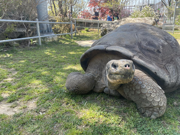 Endangered tortoise, 97, welcomes four hatchlings at Philadelphia Zoo