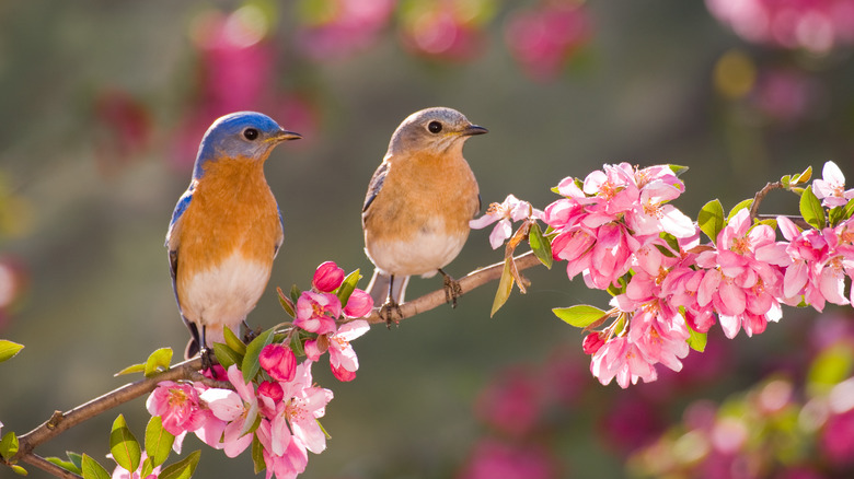 7 Colors That Will Attract More Birds To Your Garden