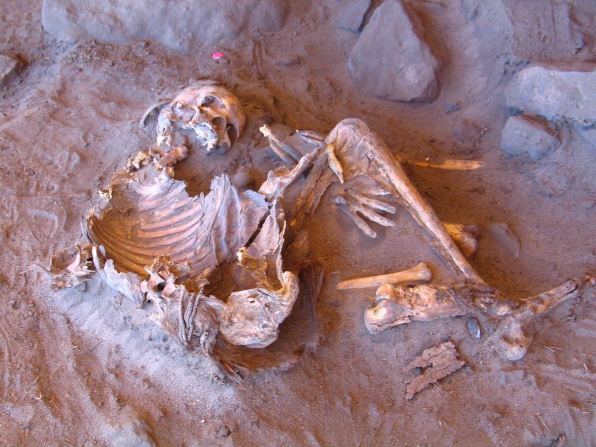 7,000-year-old ancient DNA reveals a previously unknown North African ...
