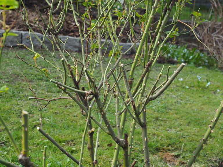 5 tips: Hvordan beskjære busker og trær