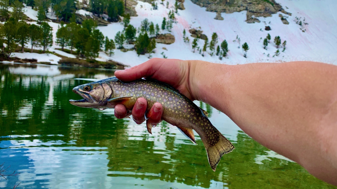 CT anglers: A new brook trout size rule starts Jan. 1