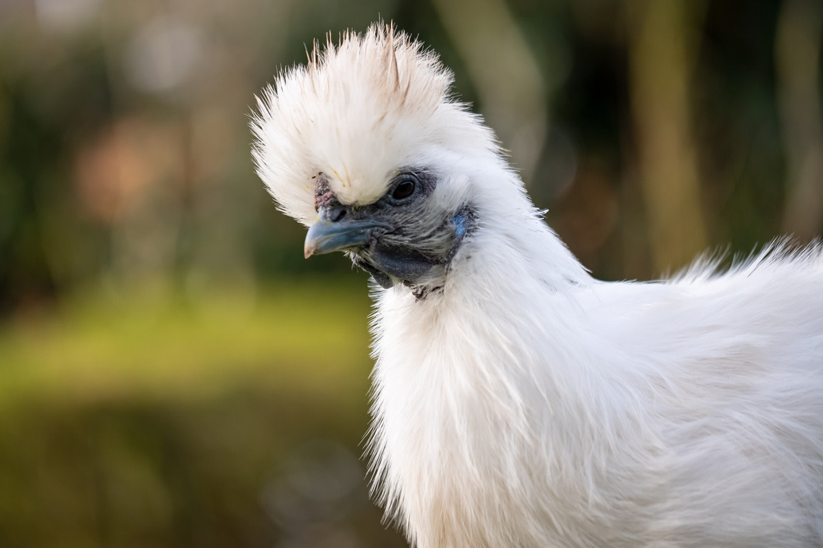 Fluffy Chicken's Luxurious Springtime Bath Routine Instantly Goes Viral