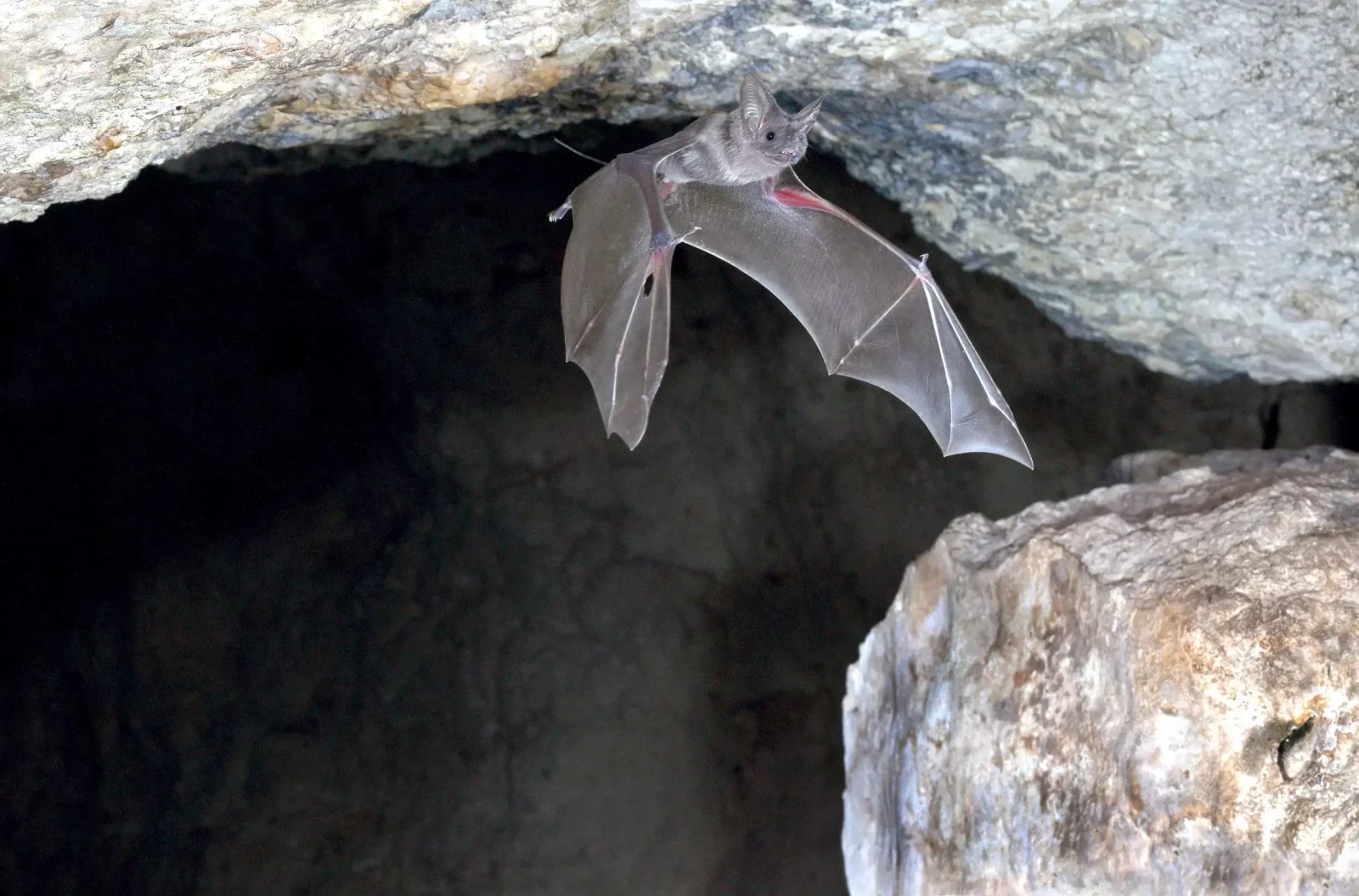 Scientists solve the mystery of bat echolocation