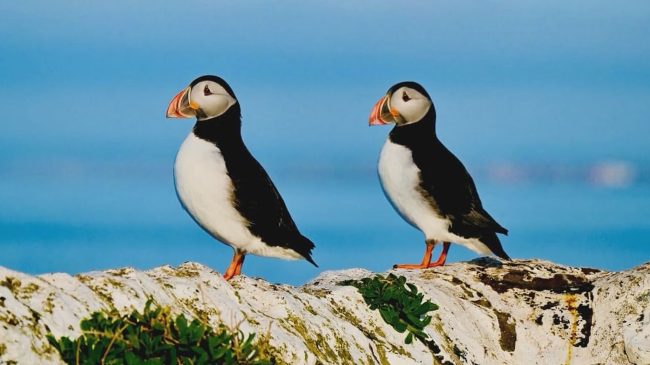 Puffins return to the Farne Islands for start of breeding season