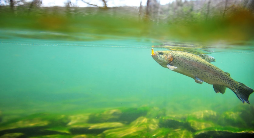 Opening day of trout season this Saturday