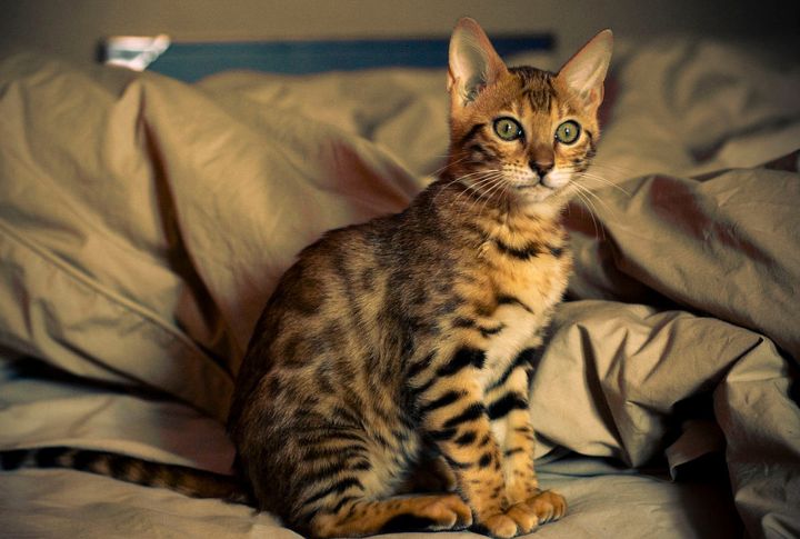 20 Unique Cats That Deserve The Spotlight