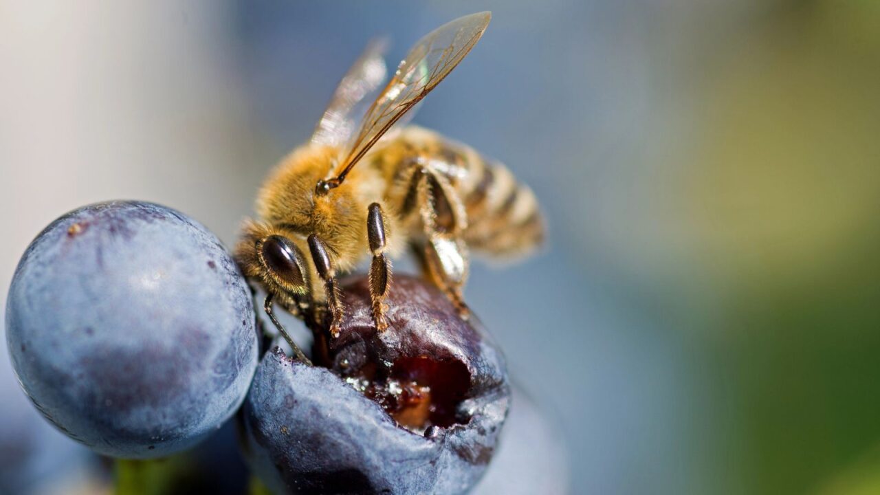 Reasons Bees Get Grumpy and Defensive