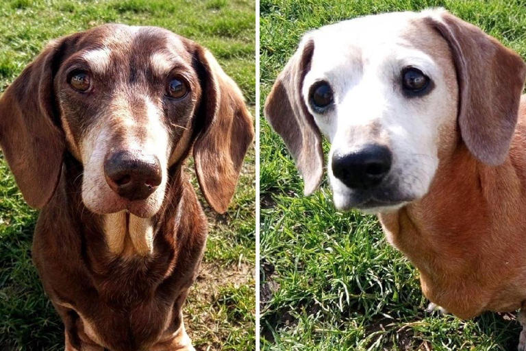 Wadars: Adorable dogs at Sussex animal rescue need loving homes