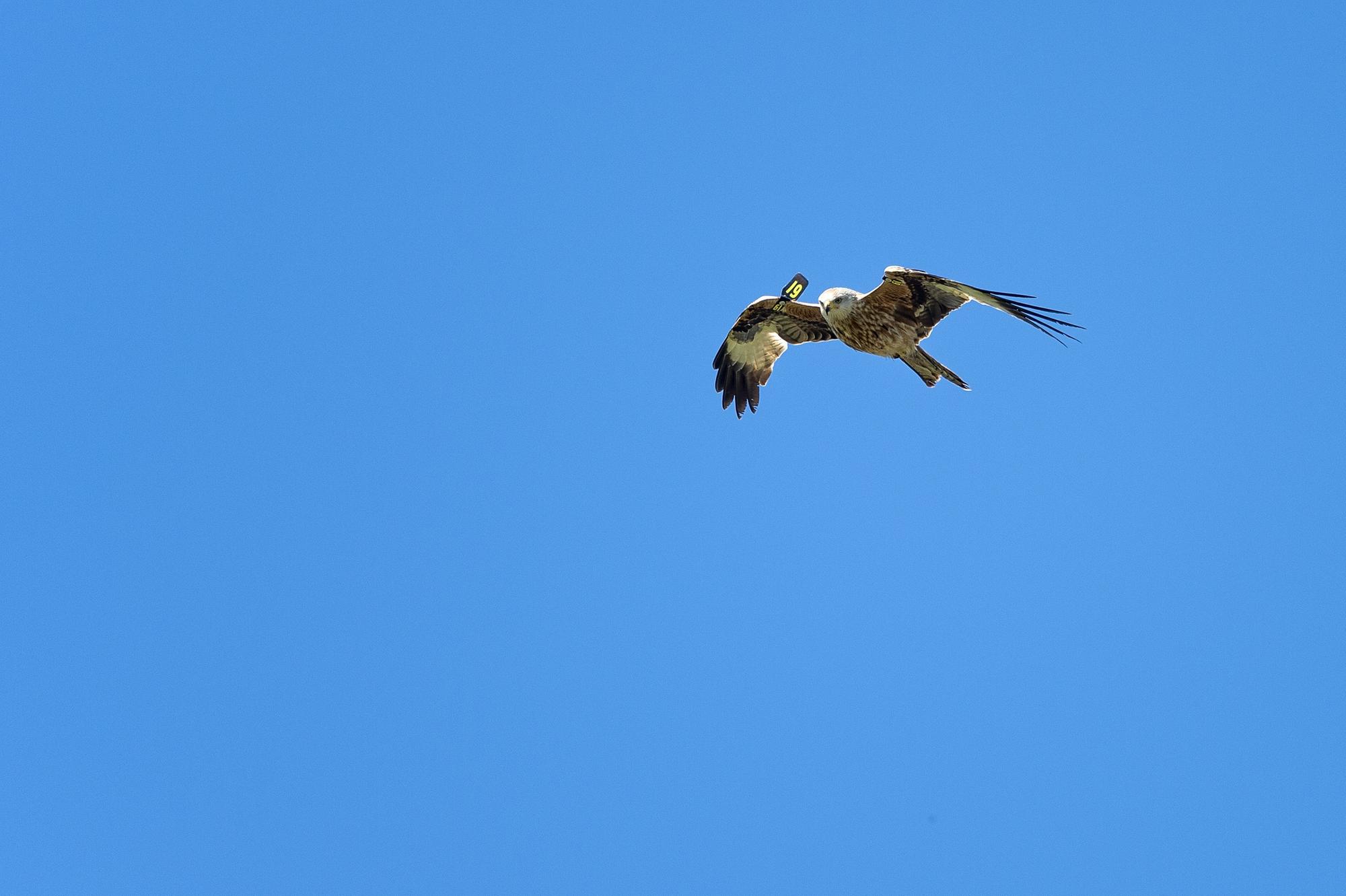 RSPB: Eyes to the skies for spring visitors