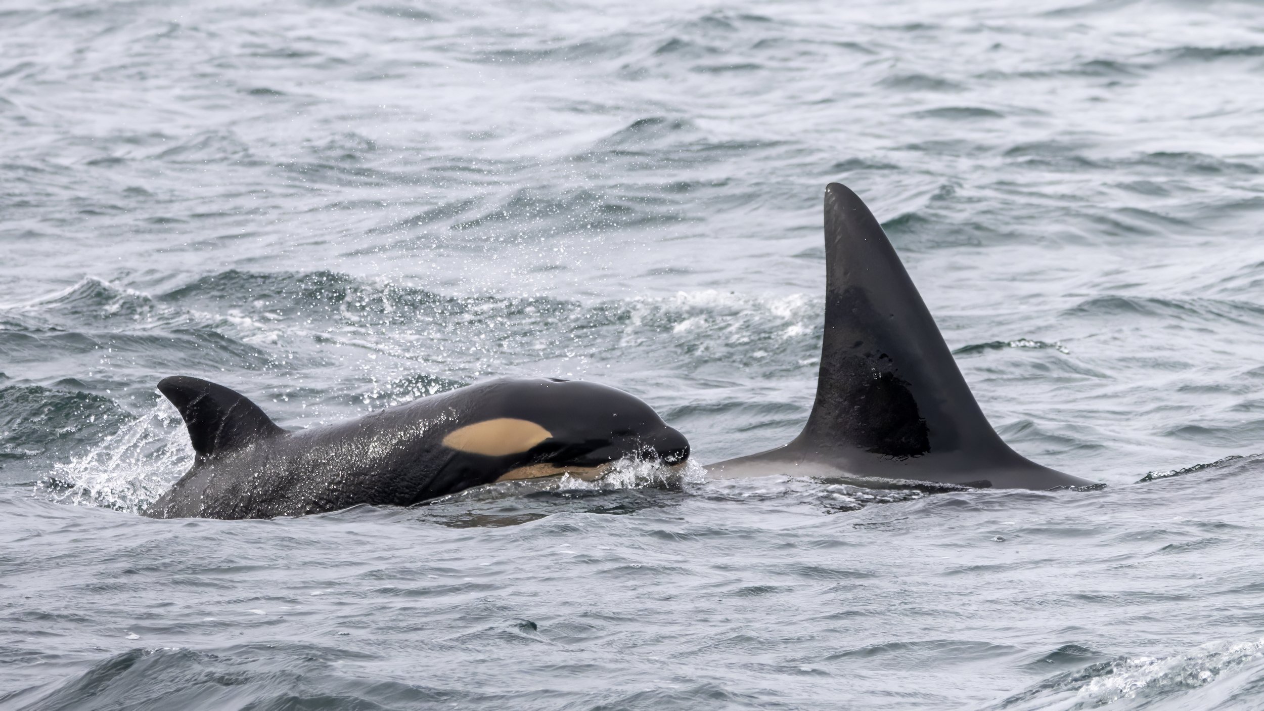 New Orca Calf Is a Descendant of the 'Budd Inlet Six,' the Last Killer ...