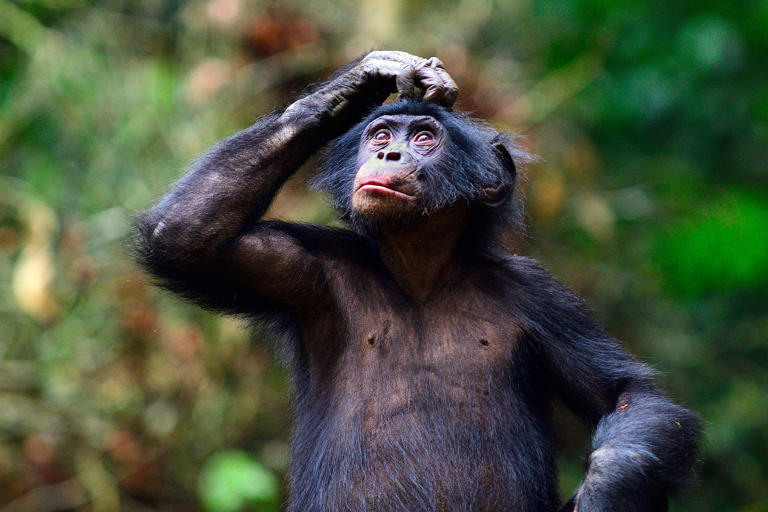 Hoots and grunts from bonobos show signs of complex communication ...