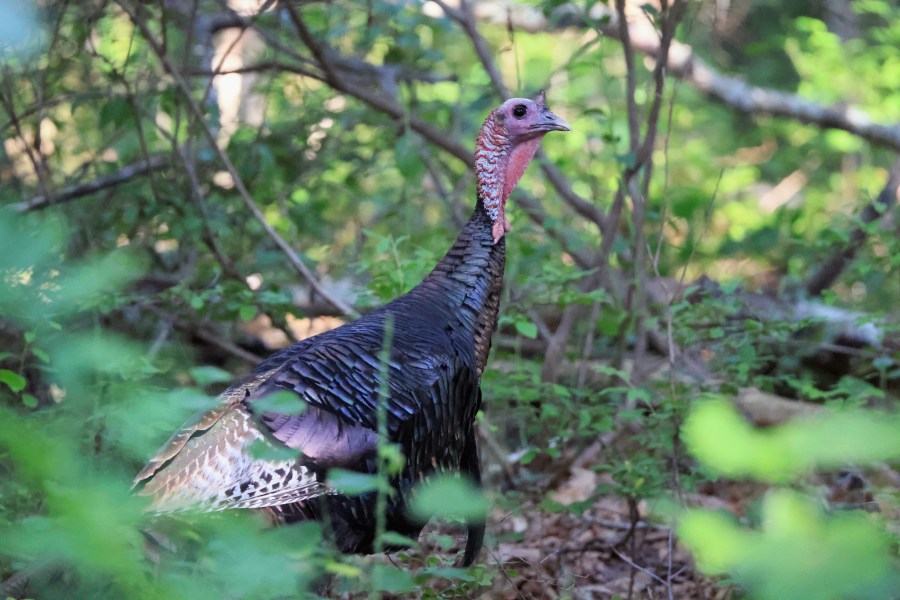 Massachusetts spring turkey hunting season starts this month: Licenses ...