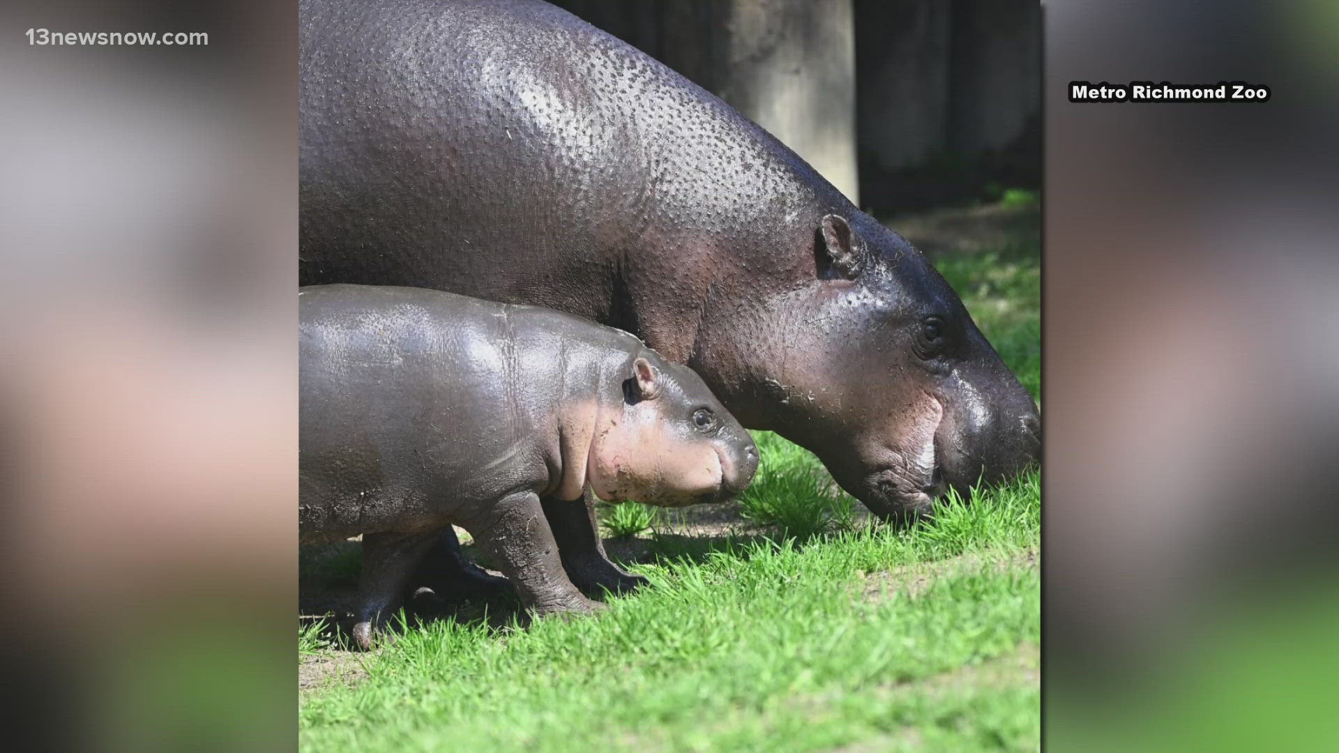 Poppy the pigmy hippo makes her outdoor debut