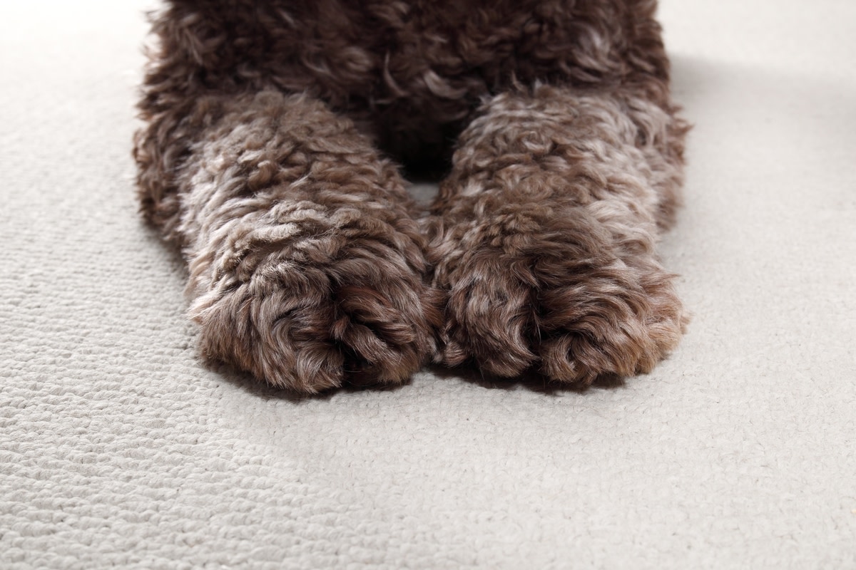 Labradoodle’s Unbelievable Color Transformation Channels ‘Long Legs ...