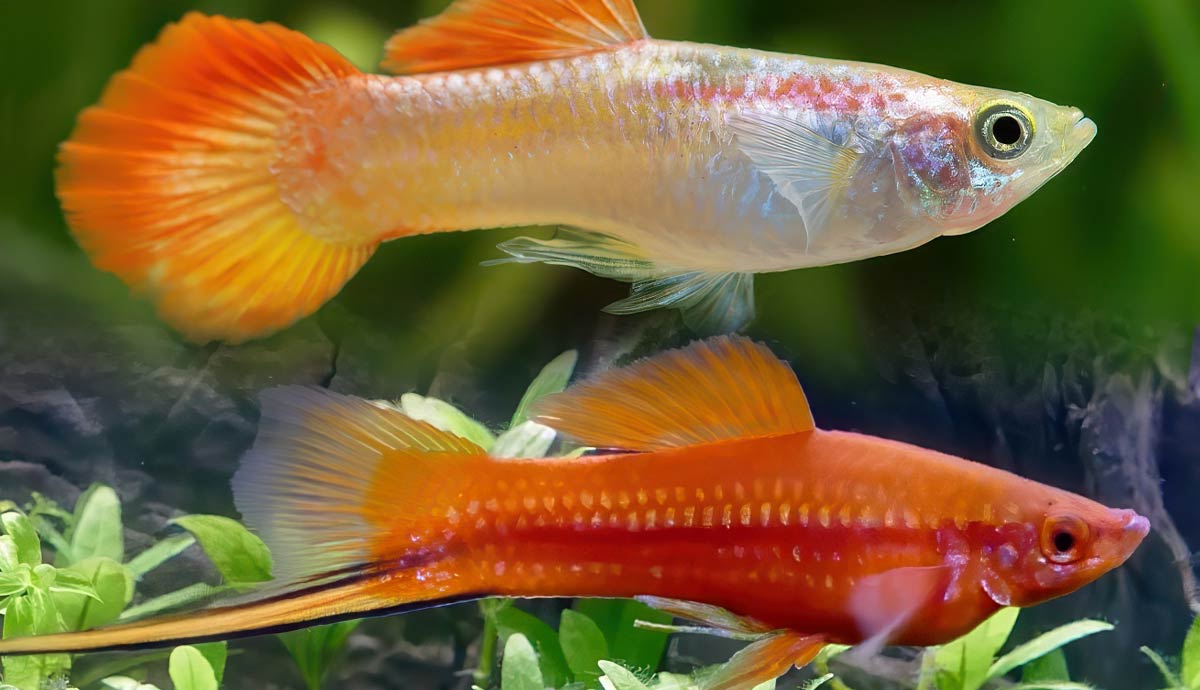 5 Facts About Livebearer Pet Fish