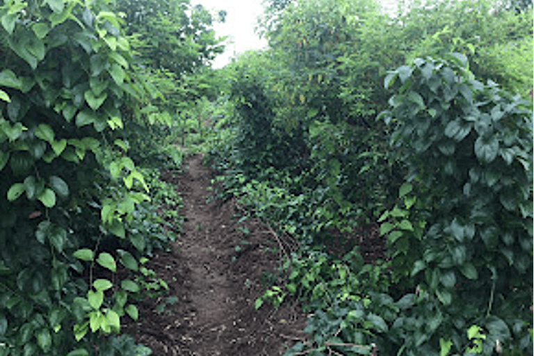 Farmers turn to living ‘yam sticks’ to grow their crop and spare the forest