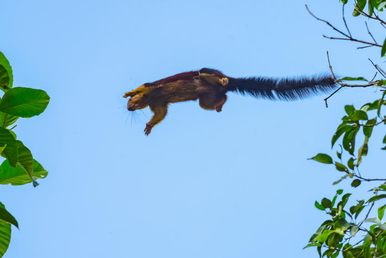New Fossil Confirms That Giant Flying Squirrels The Size Of House Cats ...
