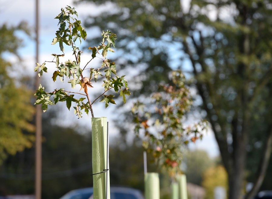 Here’s how you can get a free tree for Arbor Day in Central PA