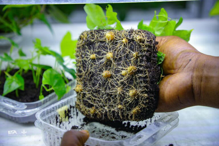 Farmers turn to living ‘yam sticks’ to grow their crop and spare the forest
