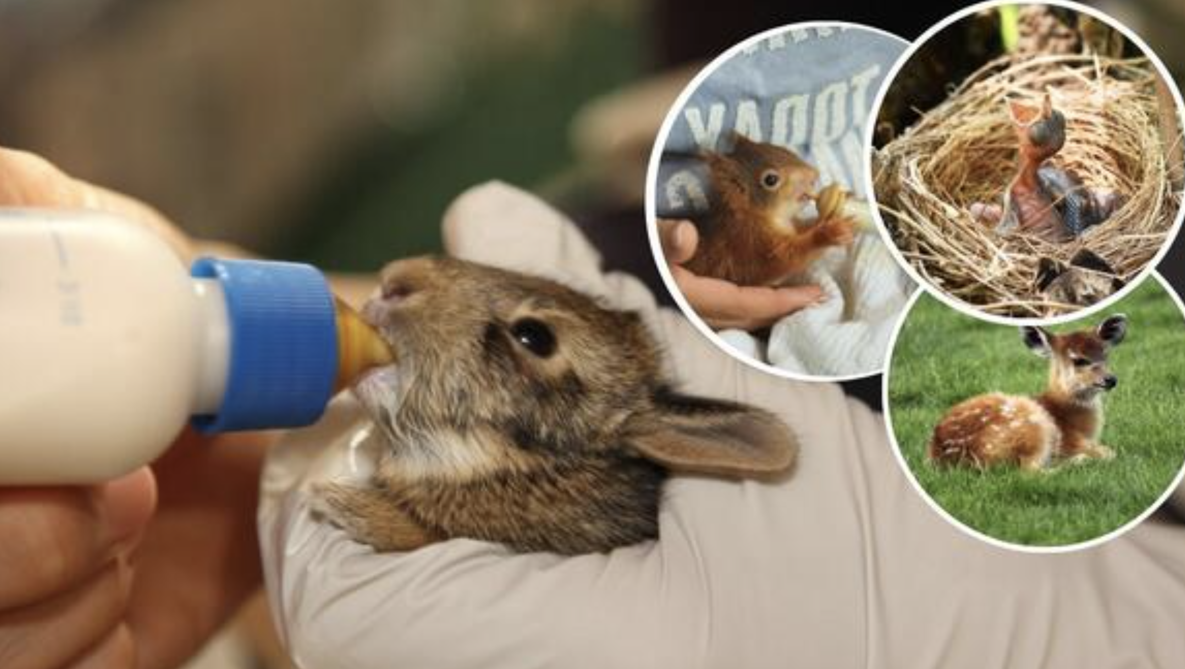 What To Do When You Find A Wild Animal In Need