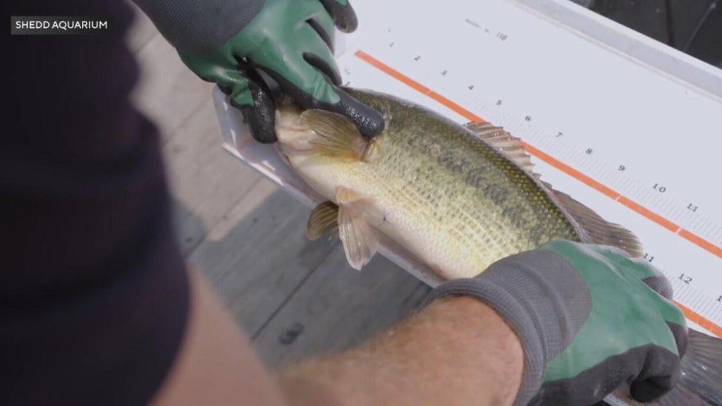Shedd Aquarium scientists researching impact of sewer overflows on fish ...