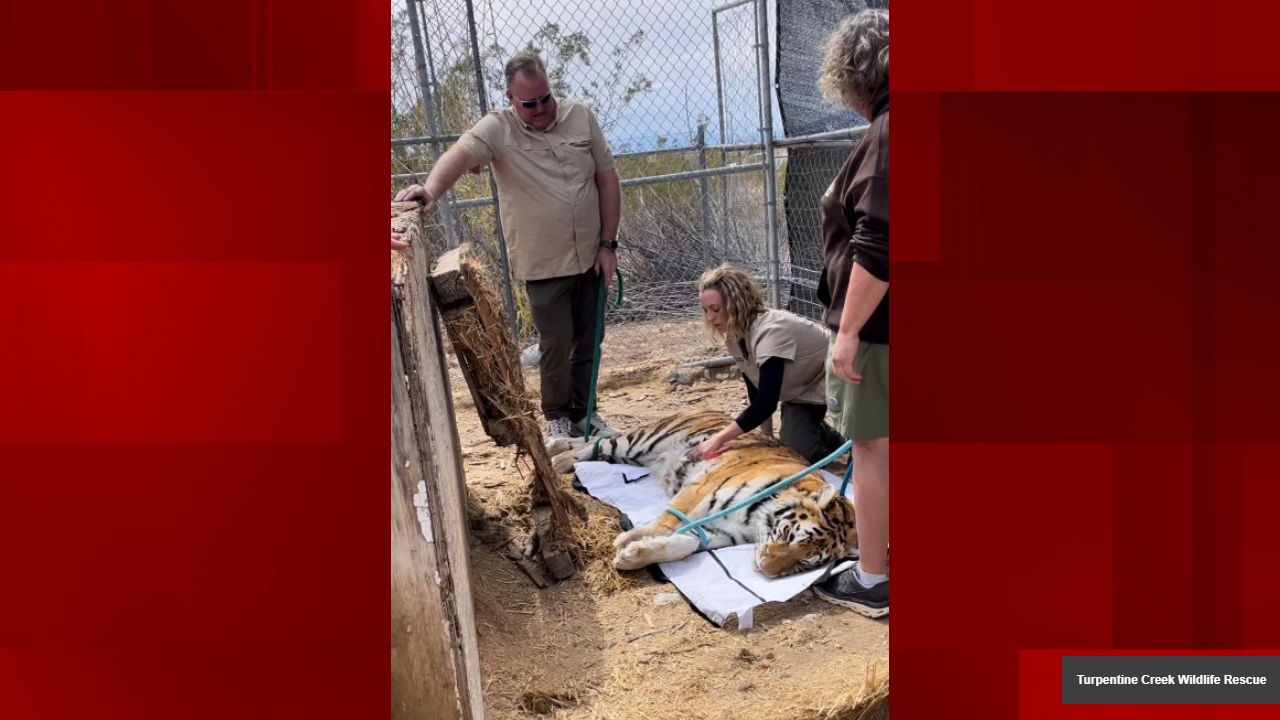 Wildlife rescue sheds light on what’s next for tigers seized from Pahrump