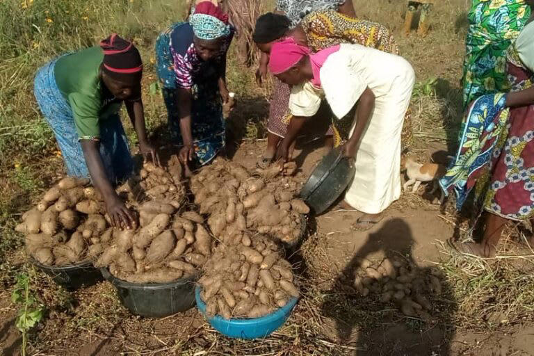Farmers turn to living ‘yam sticks’ to grow their crop and spare the forest
