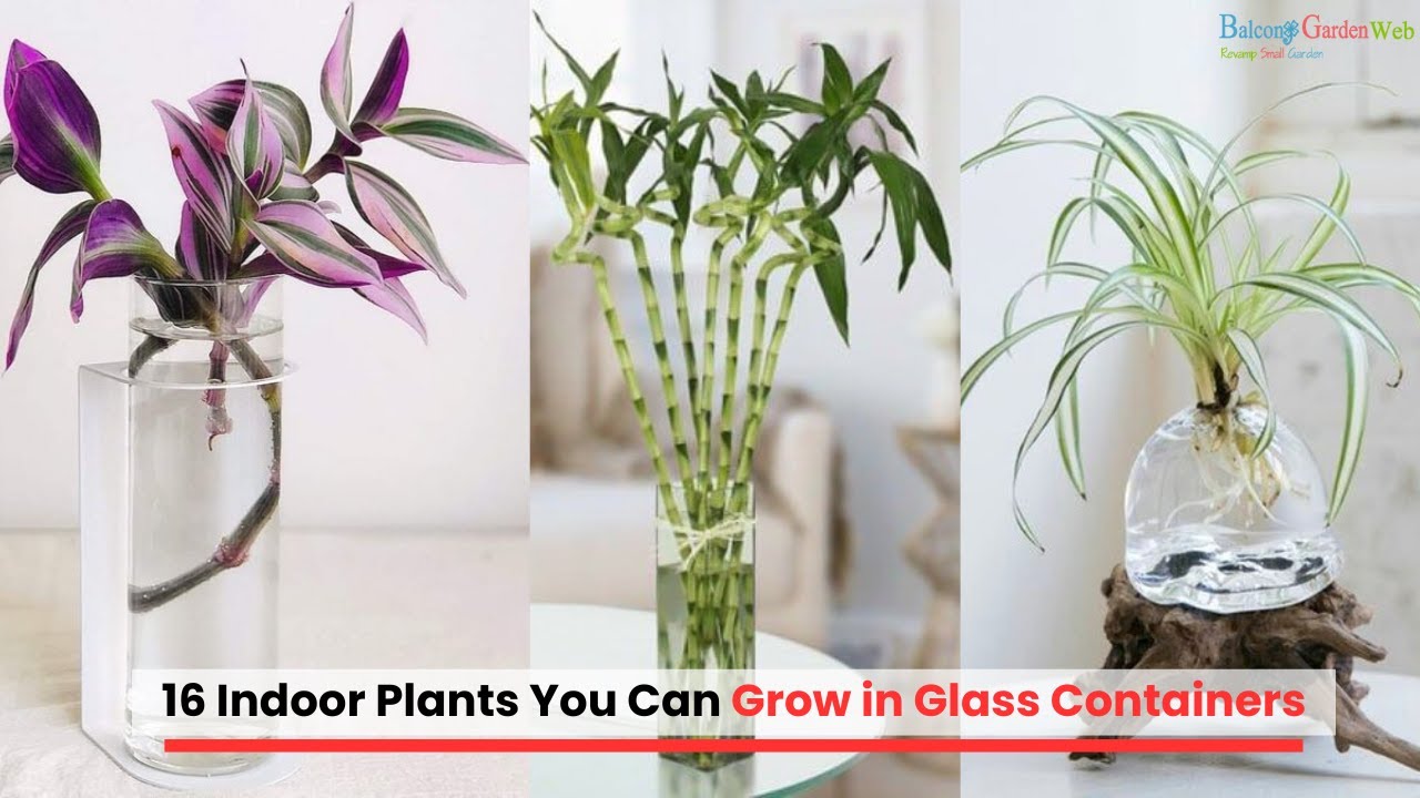 Glass container gardening: 16 indoor plants to try