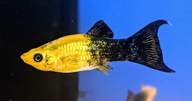5 Facts About Livebearer Pet Fish