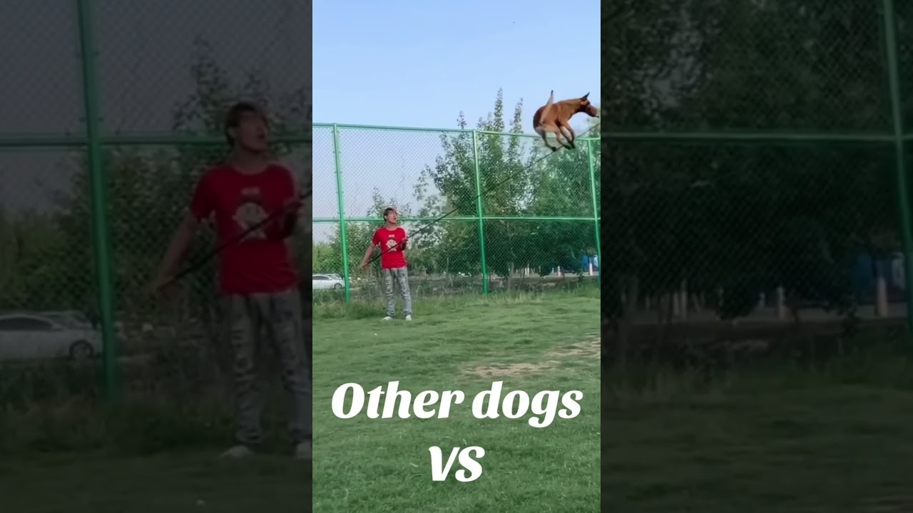 Other dogs act normal while my beagle delivers chaos