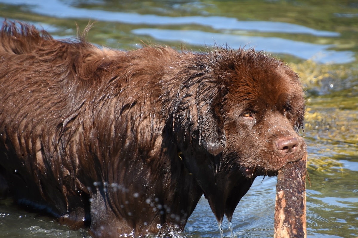 Huge Newfoundland at the Groomer Has Everyone Wondering Why a Bear Came ...