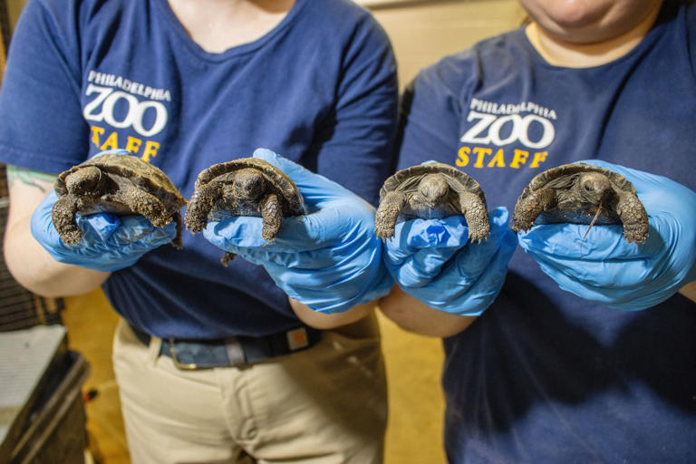 Pennsylvania zoo’s 100-year-old tortoise gives birth to critically ...