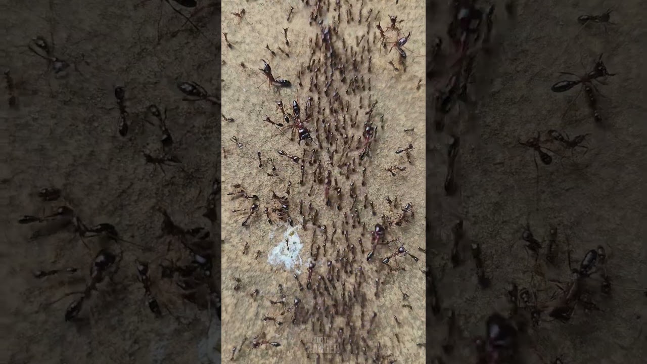 Ant Superhighway Spotted on Safari Trail