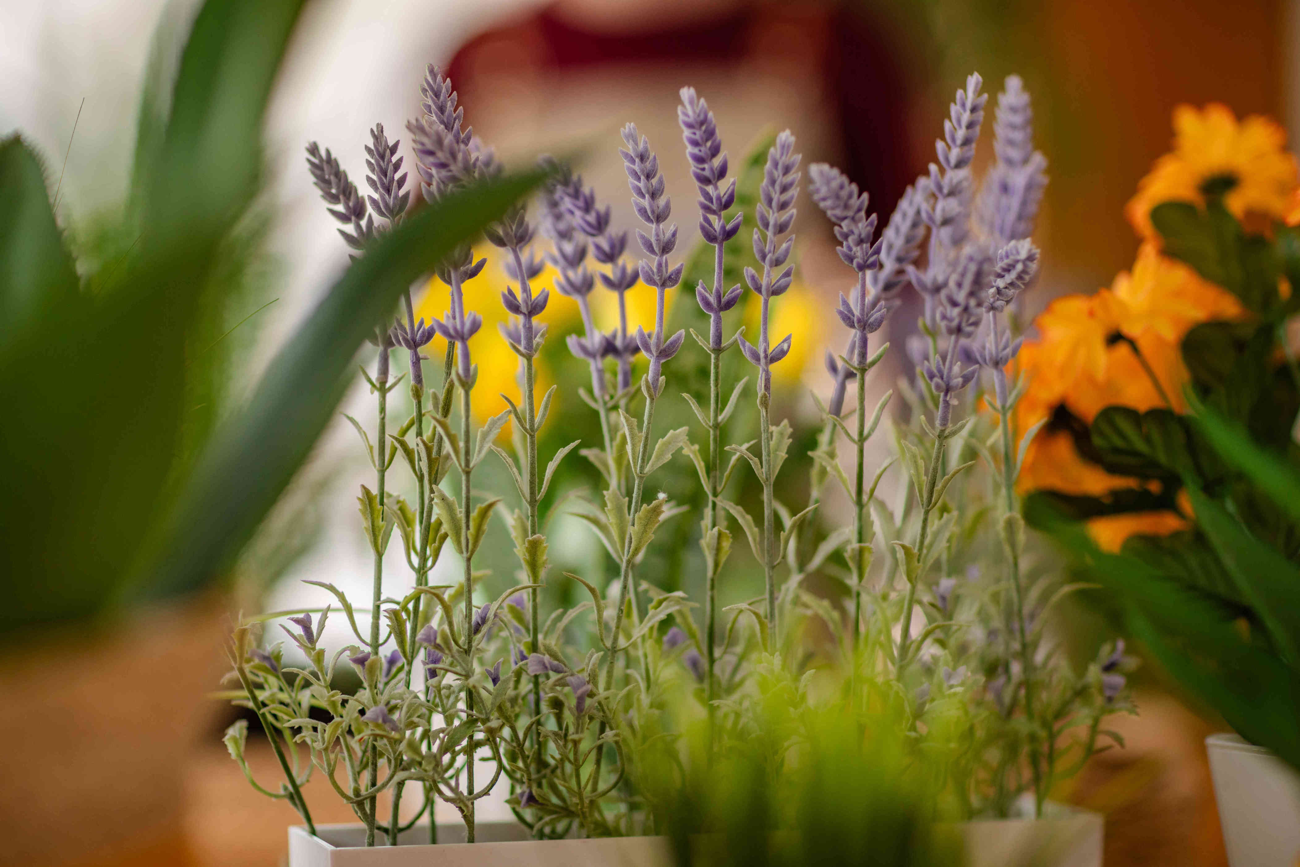 How to Grow Lavender Indoors for Beautiful Blooms and Soothing Aromas ...
